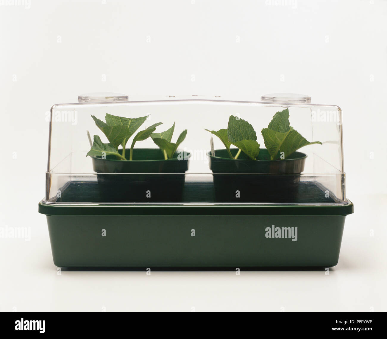 Two hydrangea macrophylla inside propagator Stock Photo - Alamy