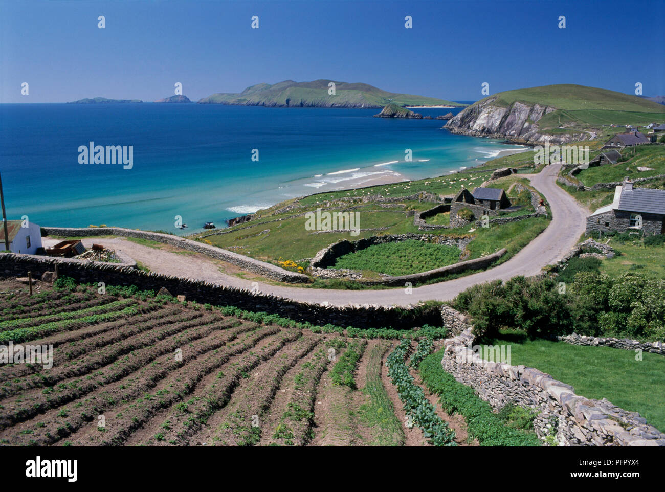 Republic of Ireland, Dunmore Head, winding road on coastline on the ...