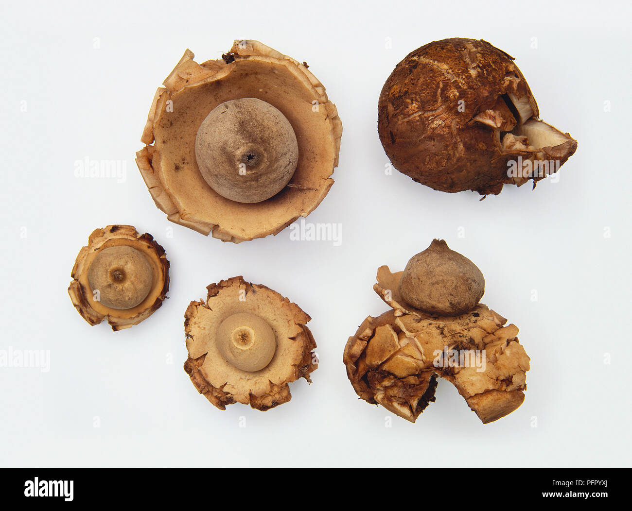 Geastrum triplex (Collared Earthstar) edible fungus Stock Photo - Alamy