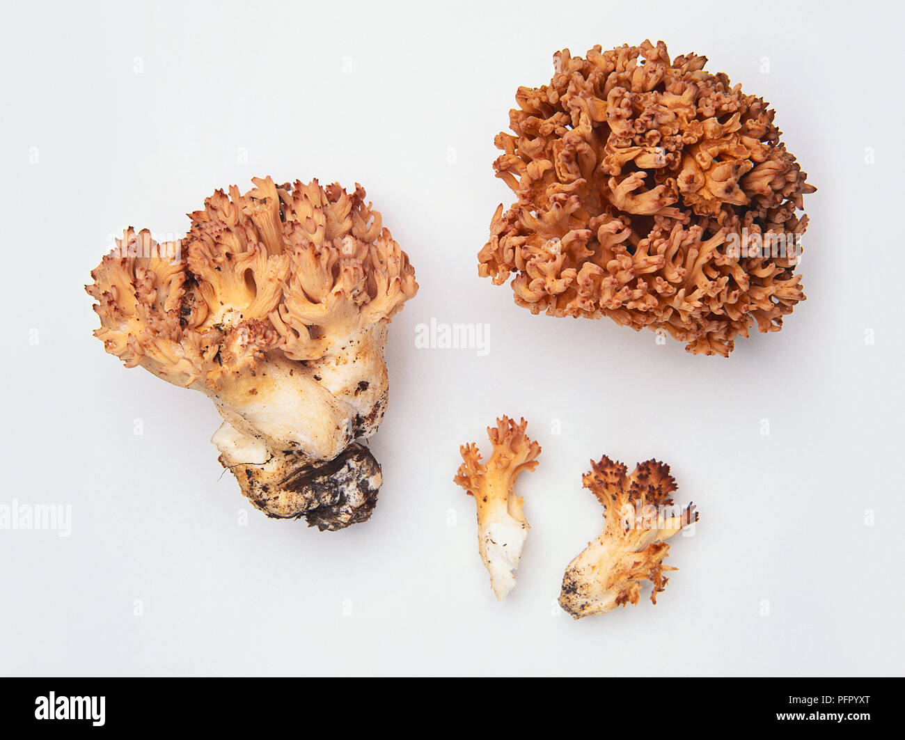 Ramaria botrytis (Pink-tipped Coral Mushroom), an edible species of ...