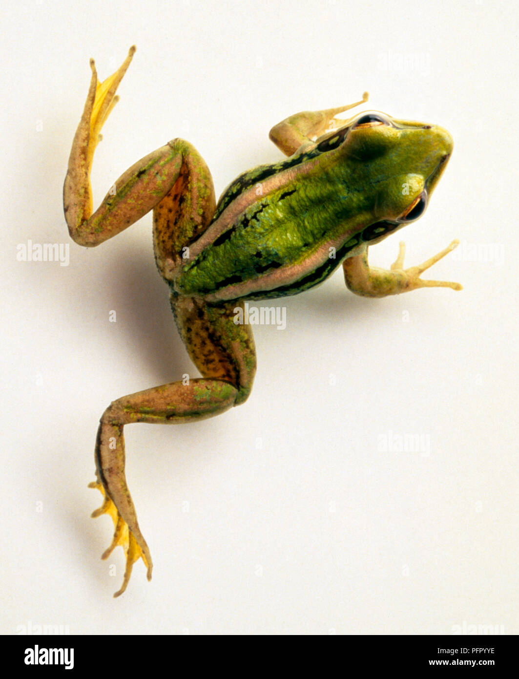 Green paddy frog (Rana erythraea), overhead view Stock Photo - Alamy