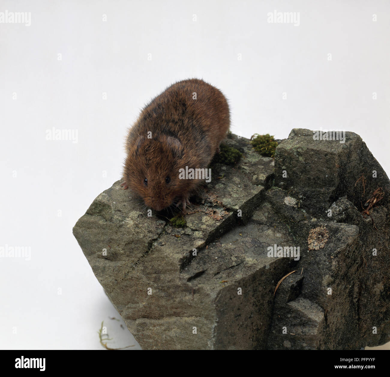 Common vole (Microtus arvalis) sitting on a rock Stock Photo - Alamy