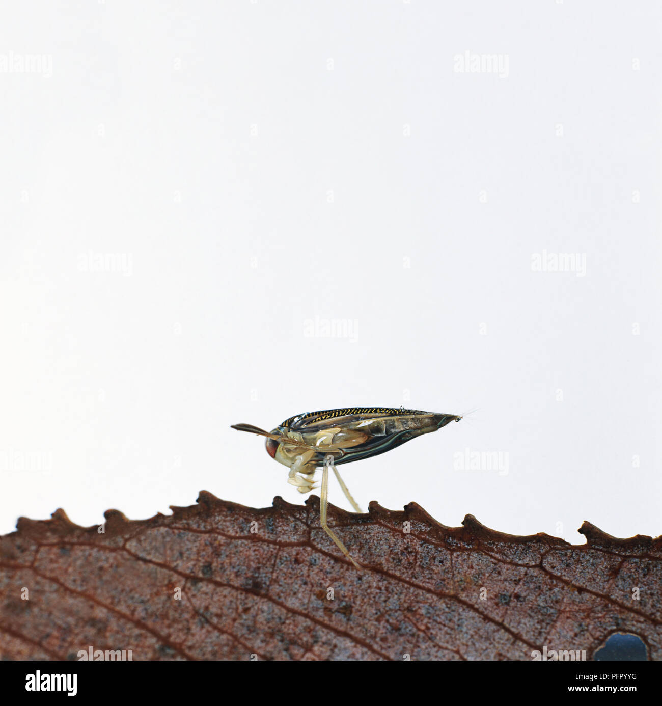 Water boatman bug hi-res stock photography and images - Alamy