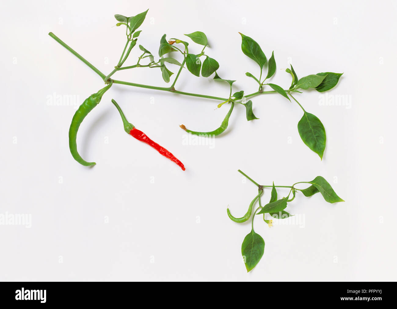 Fruits and leaves from Capsicum frutescens (Chilli pepper Stock Photo ...
