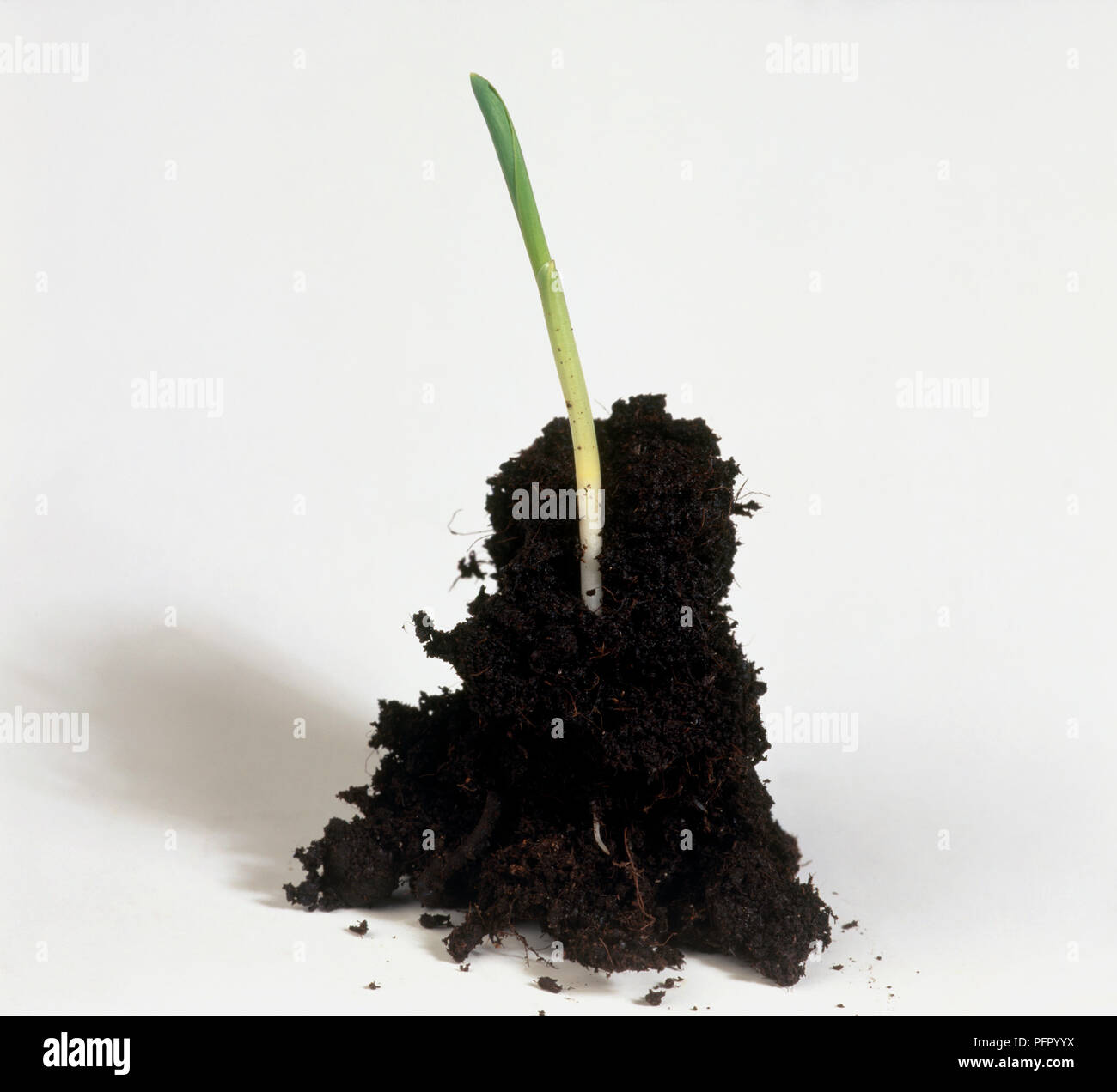 Monocotyledon seedling leaf in heap of compost Stock Photo - Alamy