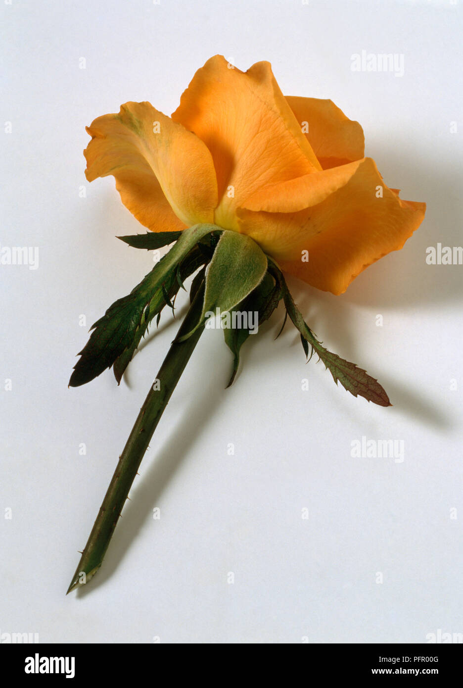 Golden yellow rose on stem Stock Photo - Alamy