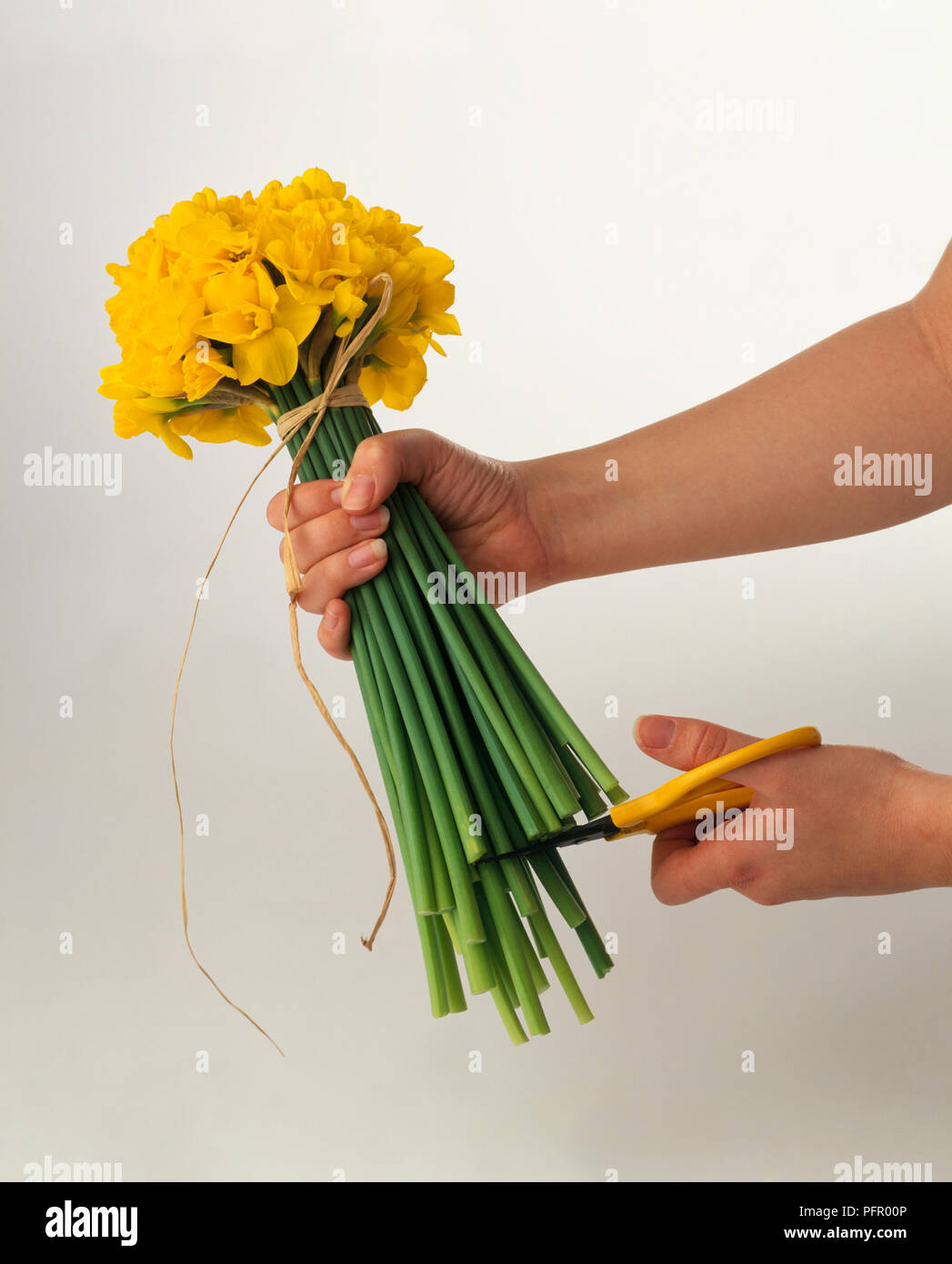 Using scissors to cut stems from bunch of daffodils tied with string ...