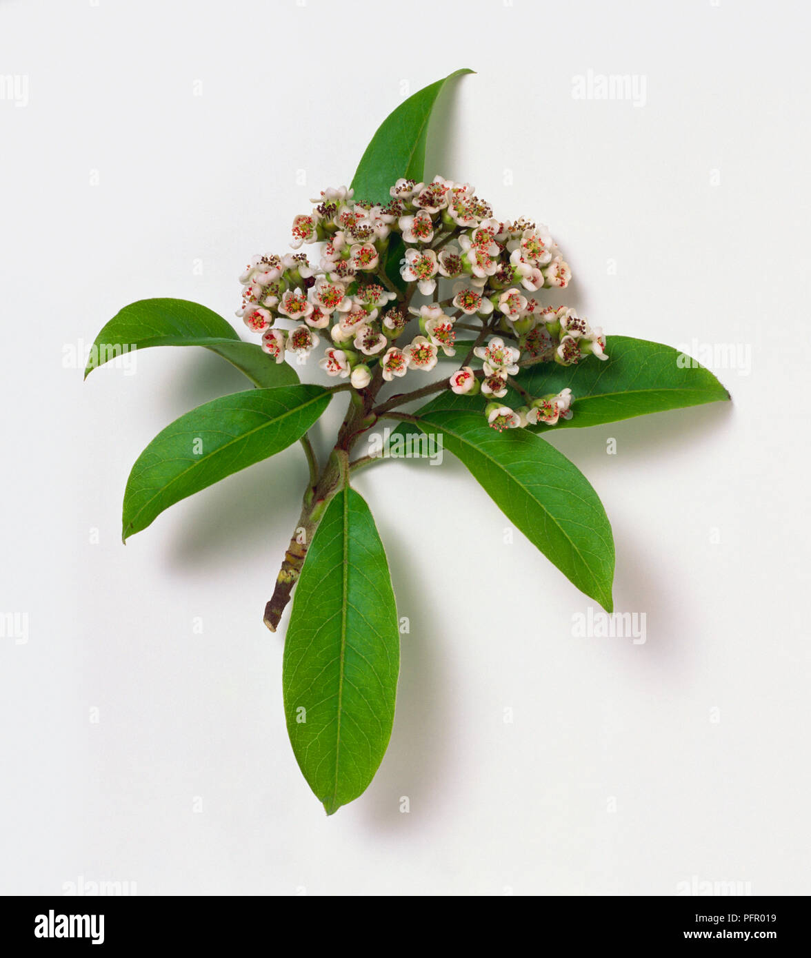 Photinia davidiana, stem with cluster of flowers and leaves Stock Photo ...