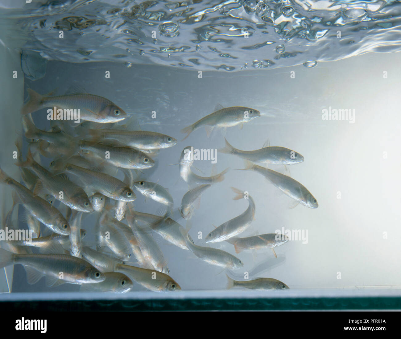 Common dace hi-res stock photography and images - Alamy