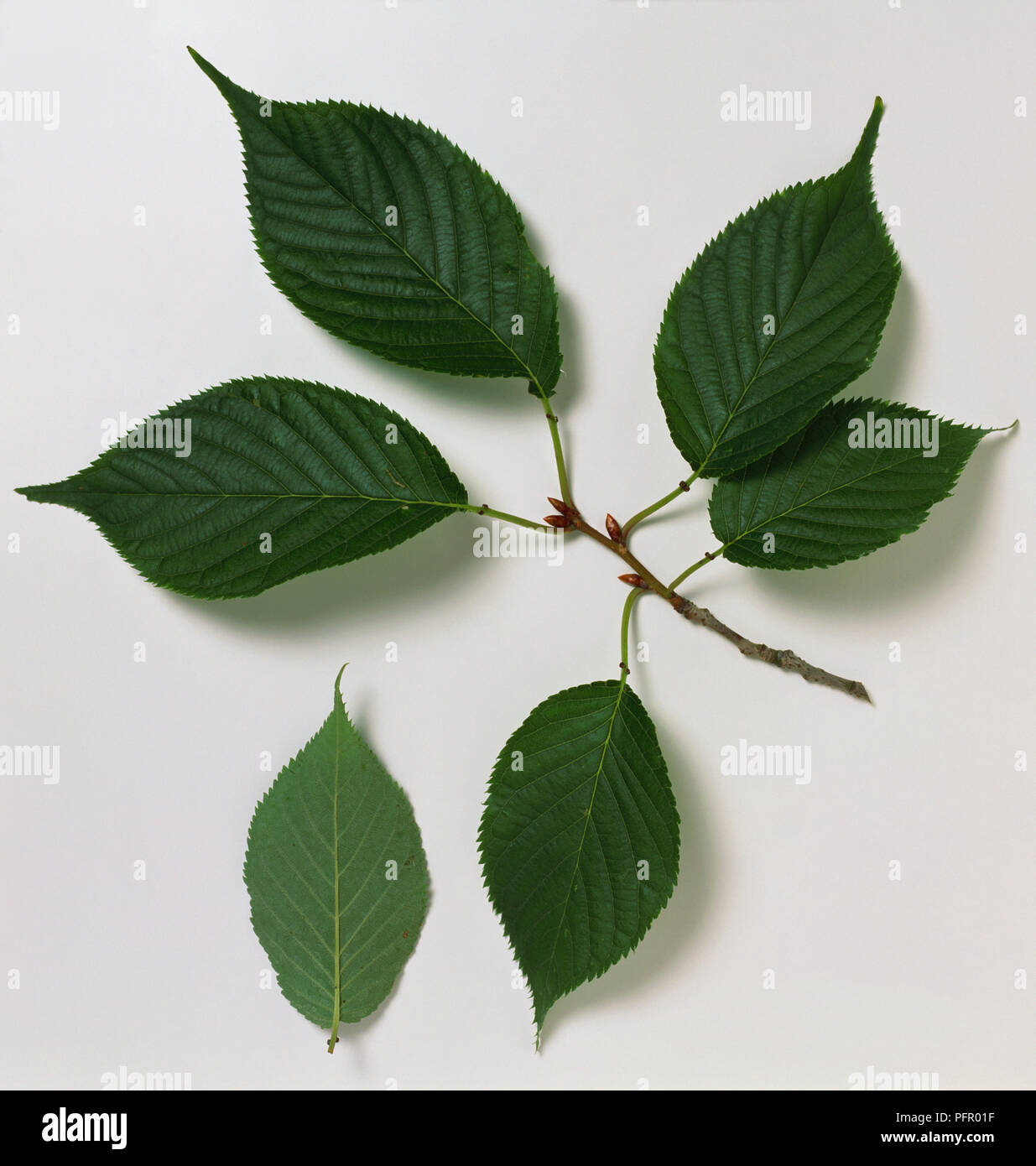 Prunus sargentii (Sargent's cherry), stem with green leaves Stock Photo ...