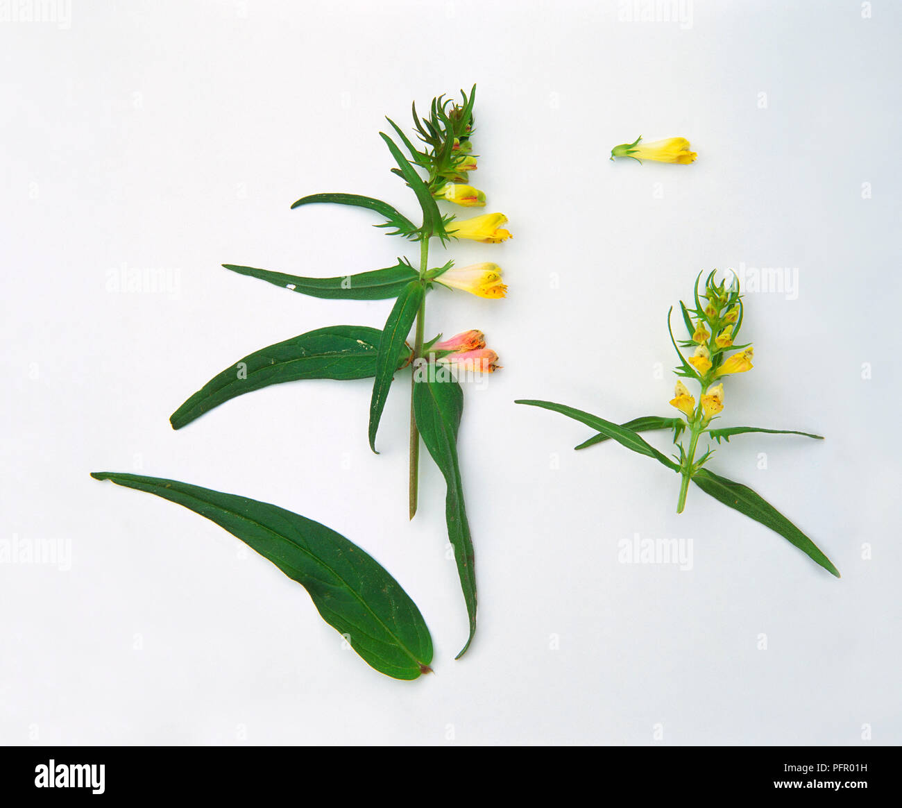 Melampyrum pratense (Common cow-wheat), stem with leaves and yellow ...