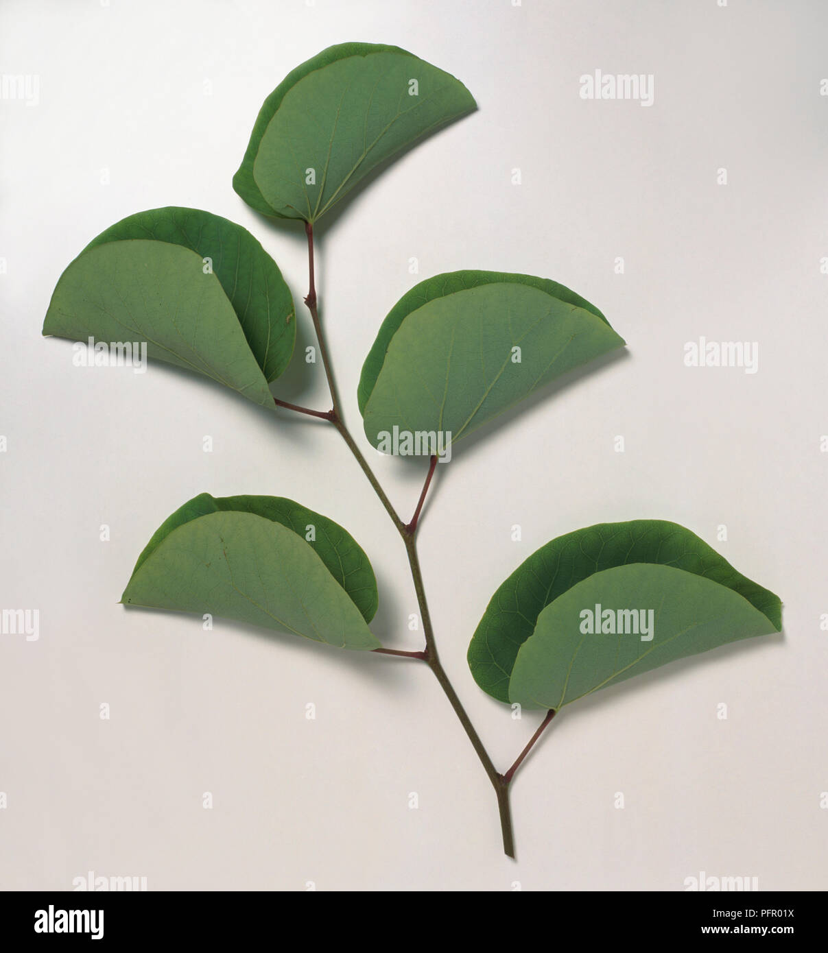 Cercis siliquastrum (Judas tree), leaves Stock Photo - Alamy