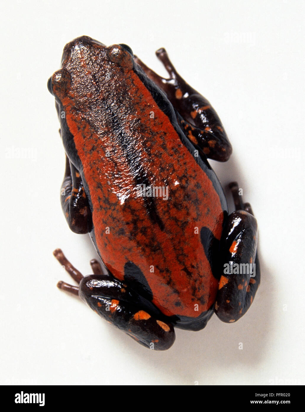 West African fire frog (Phrynomerus sp.), overhead view Stock Photo - Alamy