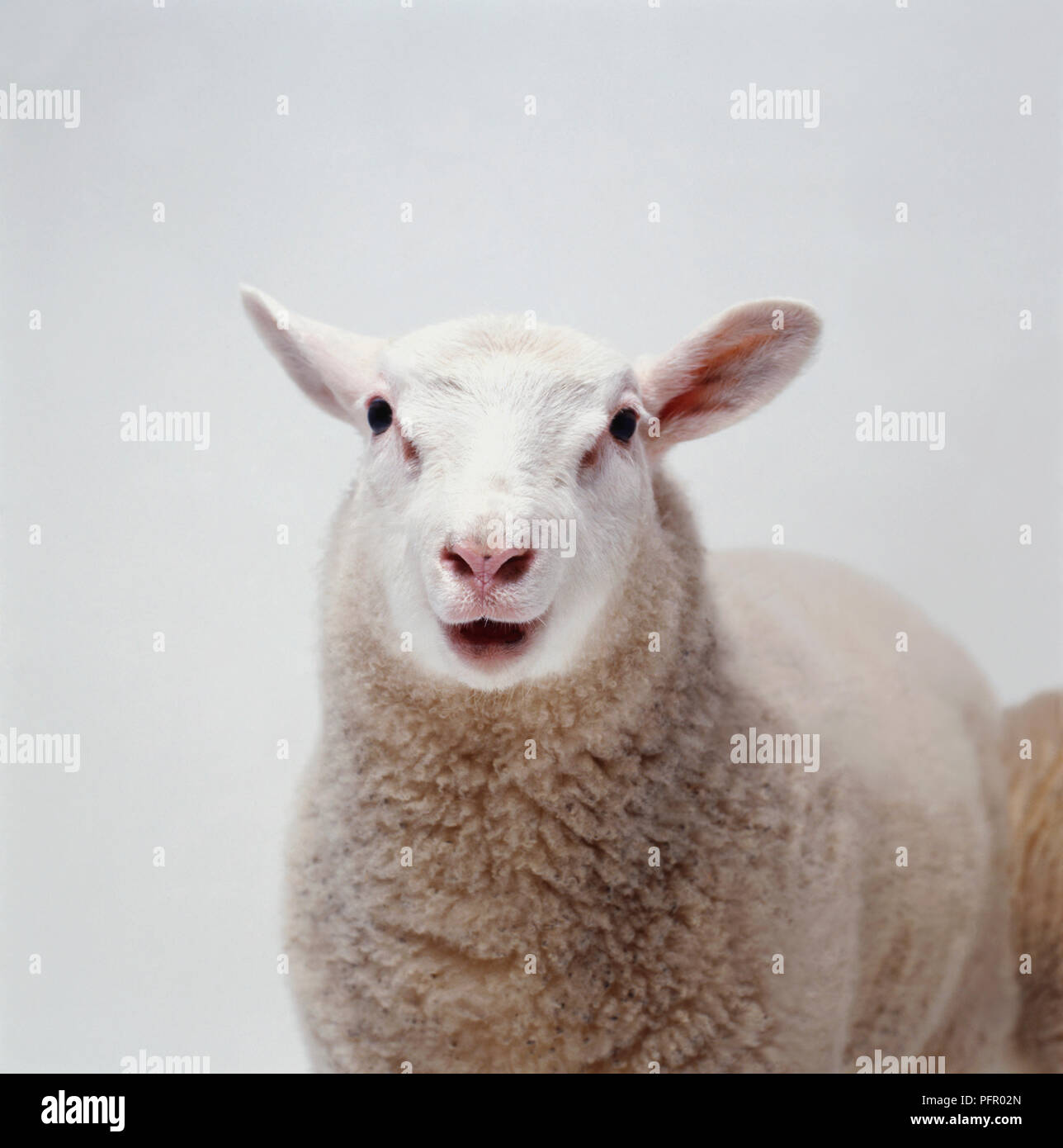 Sheep bleating, front view Stock Photo - Alamy