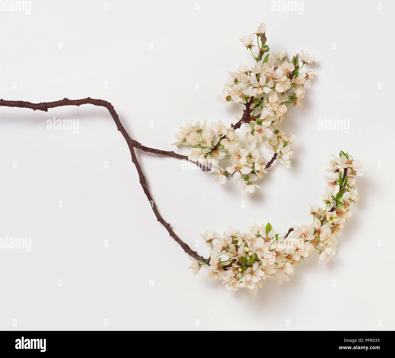 Prunus cerasifera (Cherry plum), stems with white flowers Stock Photo ...