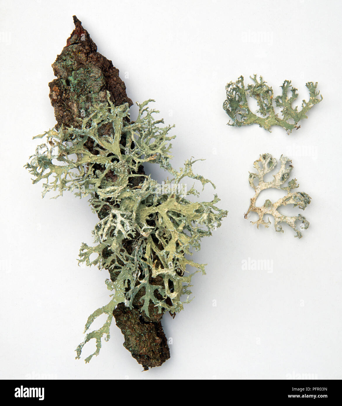 Evernia prunastri (Oakmoss), a type of lichen ,on bark Stock Photo - Alamy