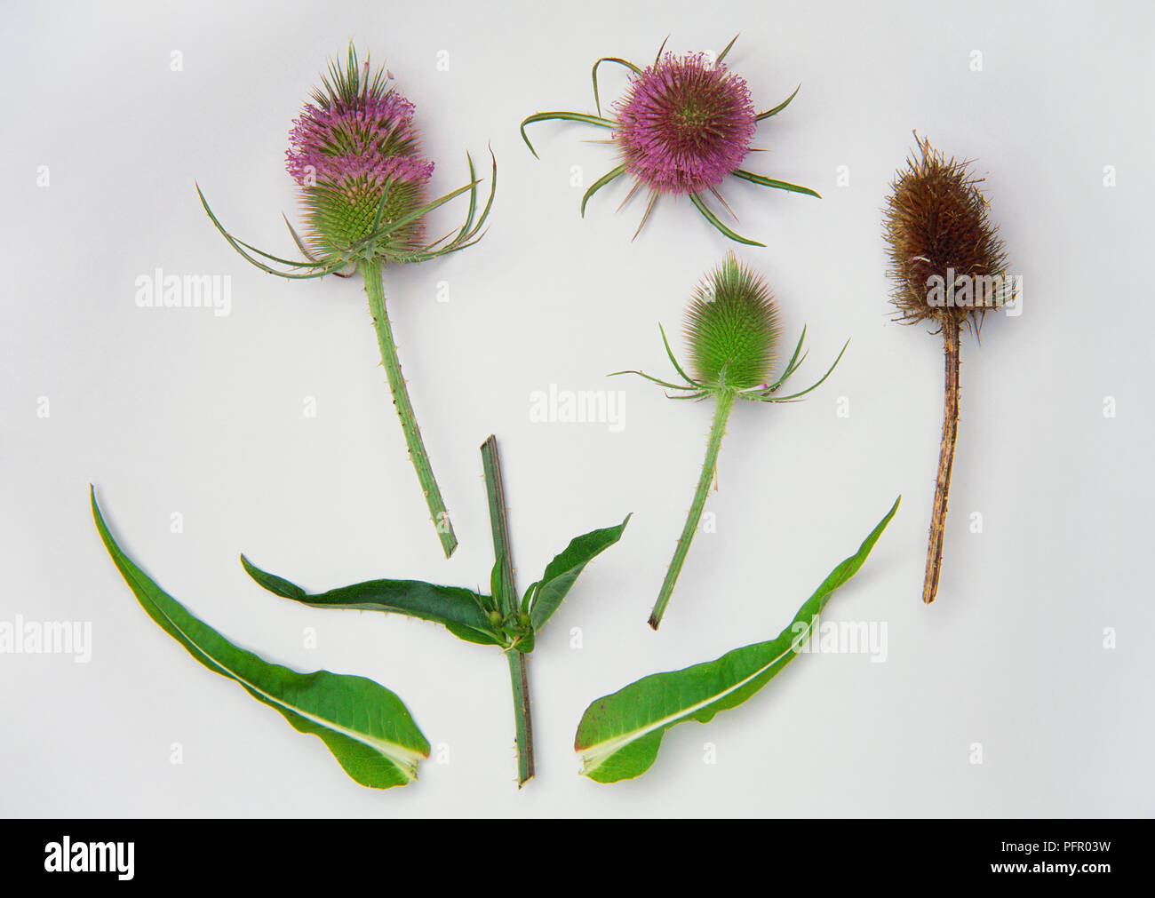 Objects of common use hi-res stock photography and images - Alamy