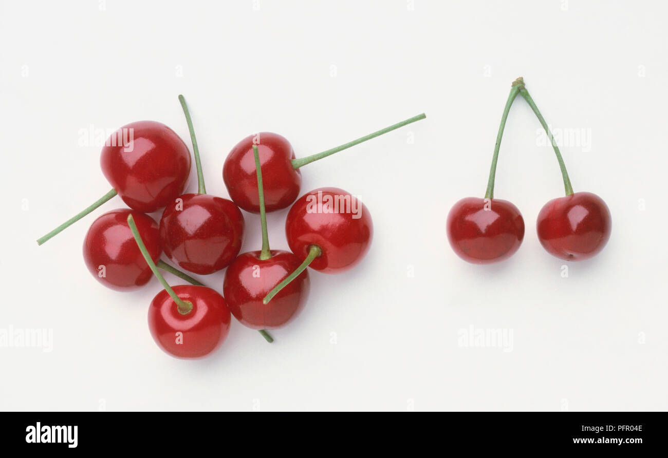 Prunus cerasus 'Morello' (Morello cherry), ripe red cherries Stock ...