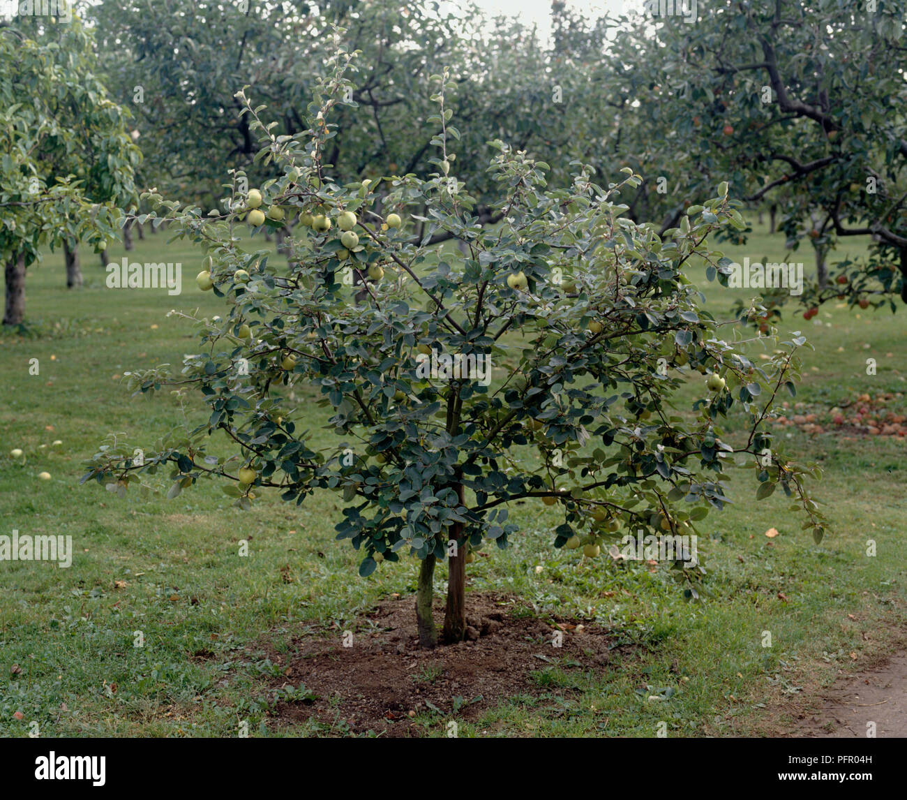 Cydonia oblonga (Quince), tree in orchard Stock Photo - Alamy