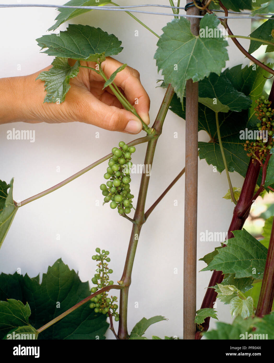 Sideshoots hi-res stock photography and images - Alamy