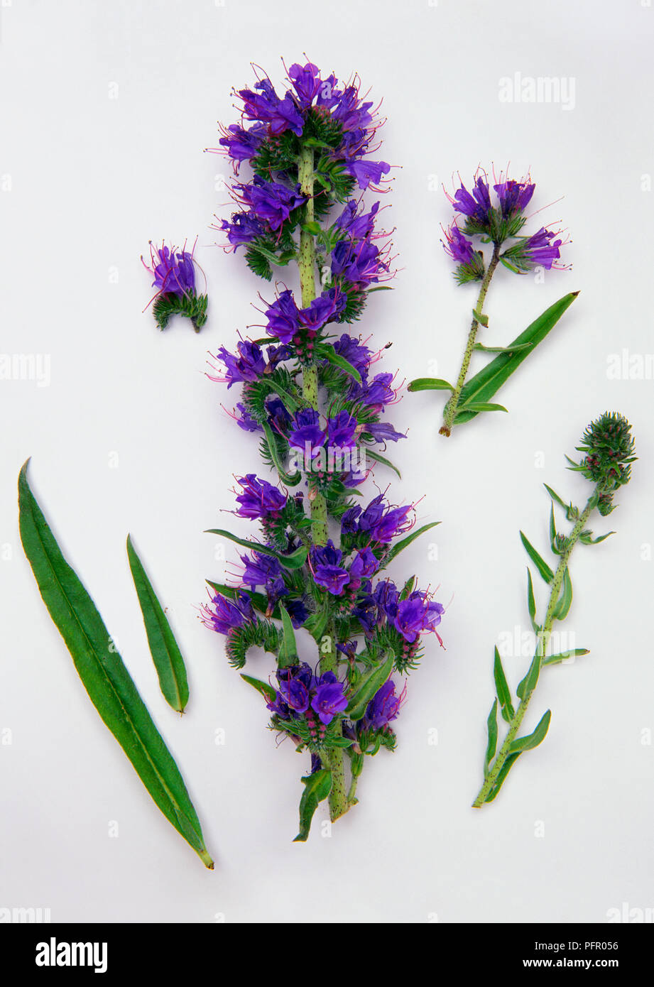Echium vulgare (Viper's bugloss), flowers and leaves Stock Photo - Alamy