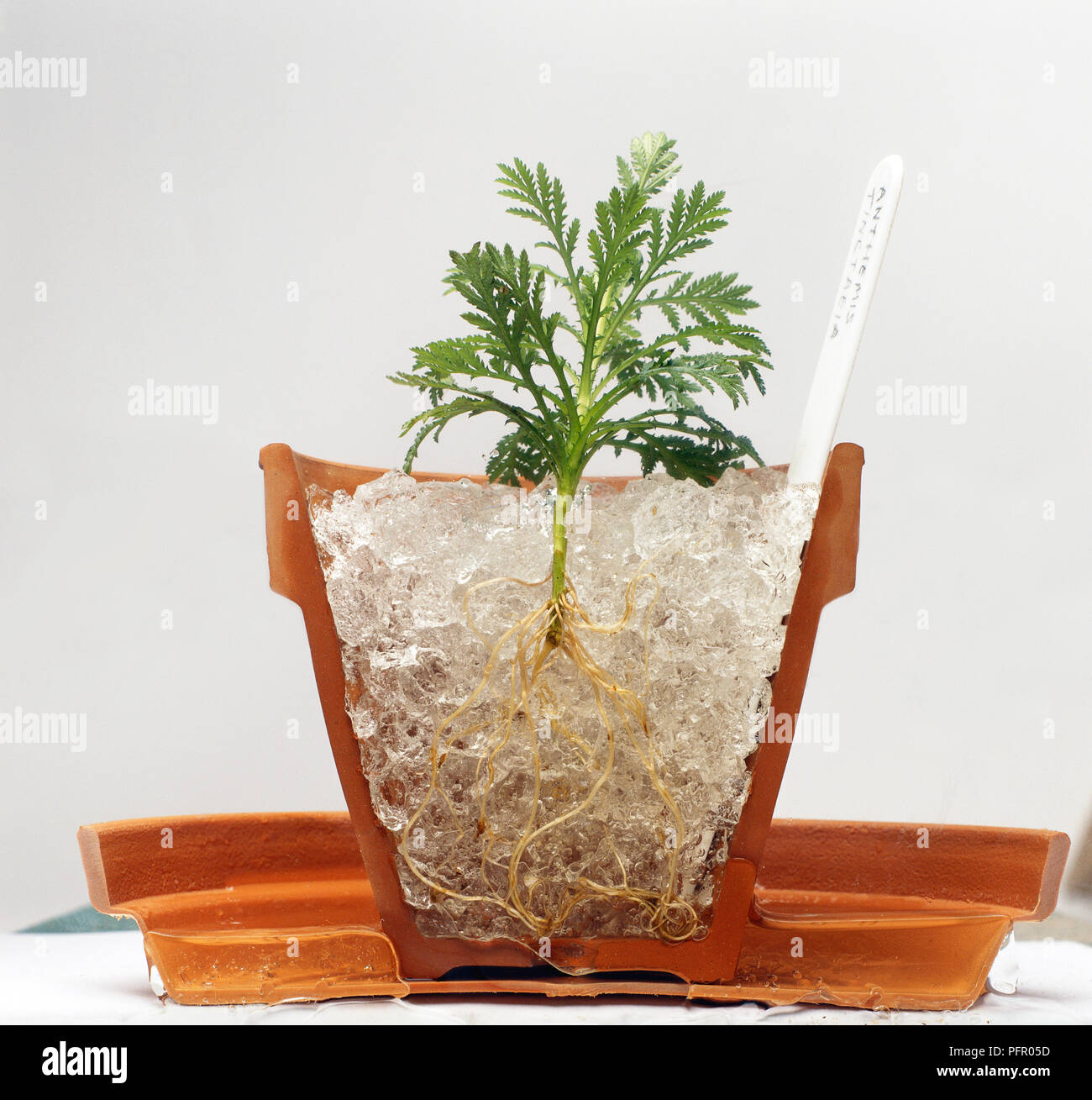 Cross-section of Anthemis sp. (Chamomile) rooted in water-retentive gel ...