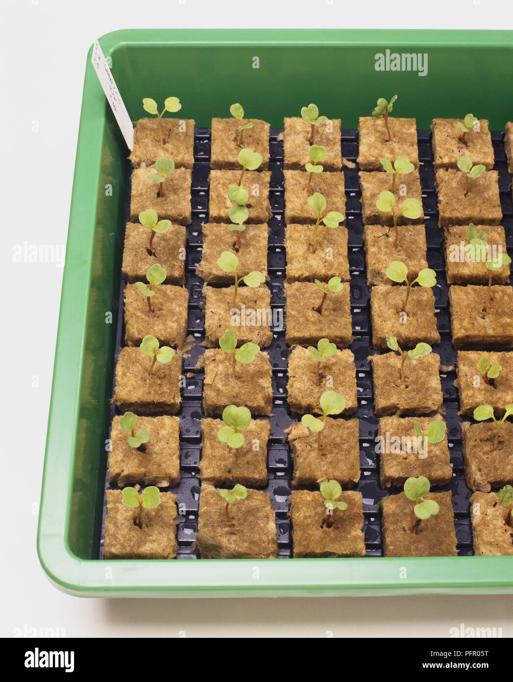 Convolvulus sp. (Bindweed) seedlings in rockwool, in a tray Stock Photo ...