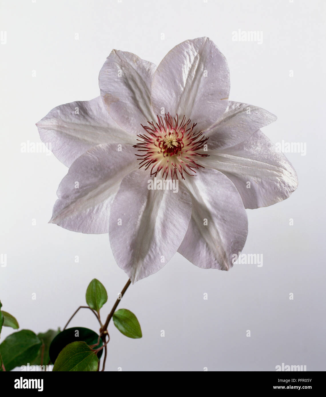 Miss bateman flower hi-res stock photography and images - Alamy