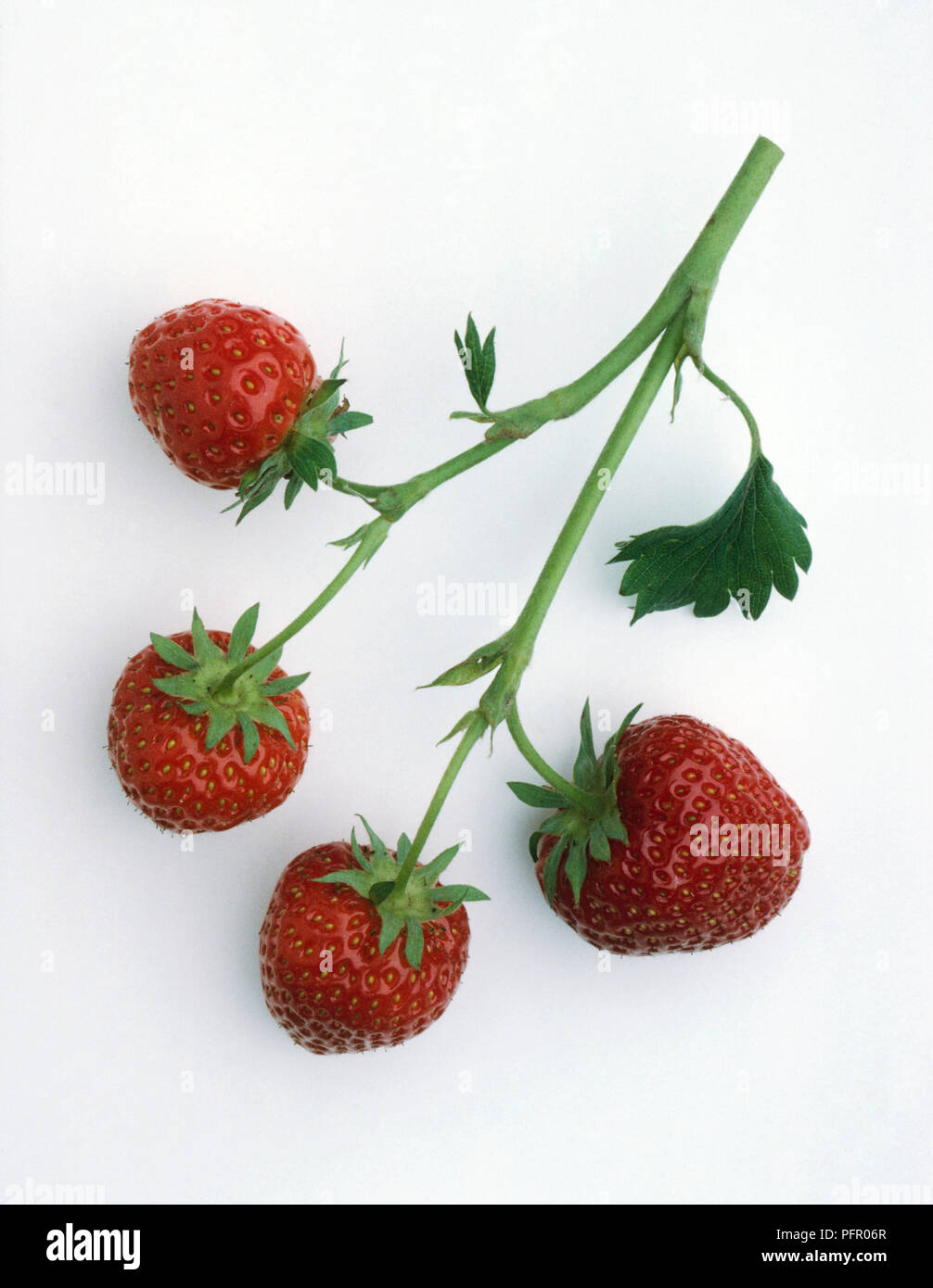 Elsanta hi-res stock photography and images - Alamy