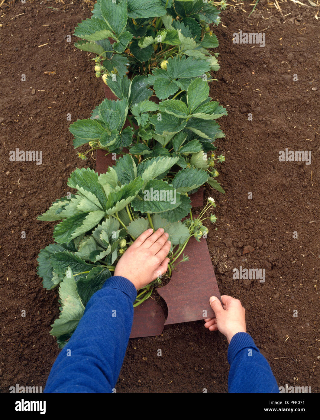 Laying a strawberry mat around crowns of plants to protect developing ...