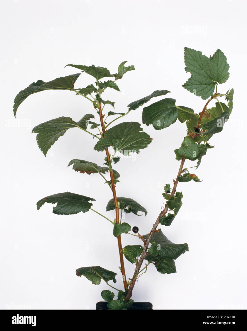 Blackcurrant plant hi-res stock photography and images - Alamy