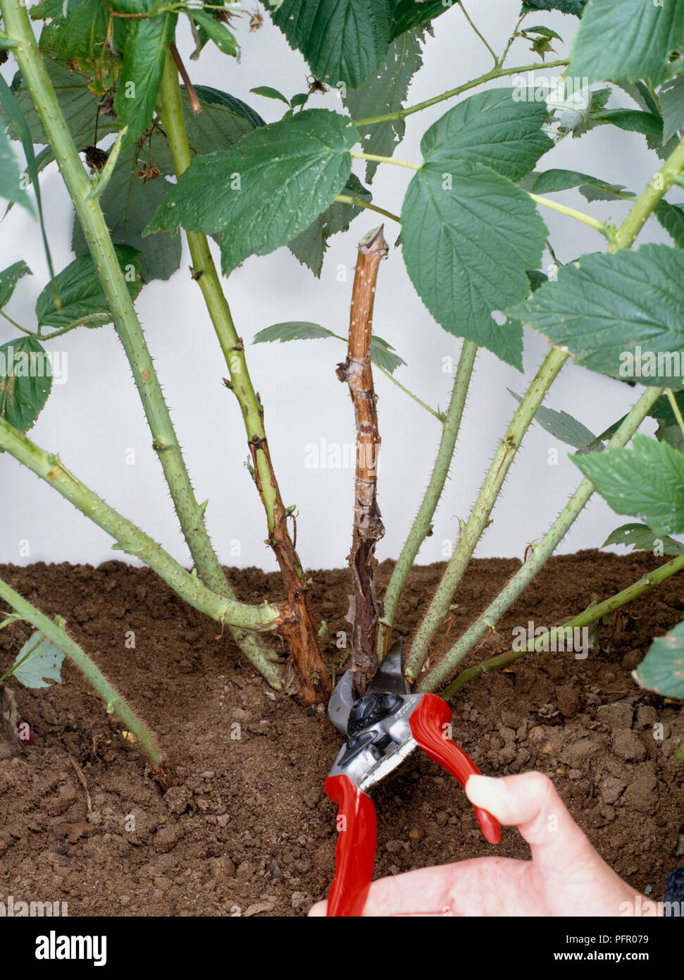 Dead plant prune hi-res stock photography and images - Alamy