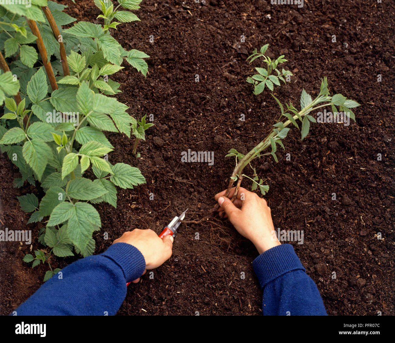 Using secatuers to remove raspberry sucker growing away from parent ...