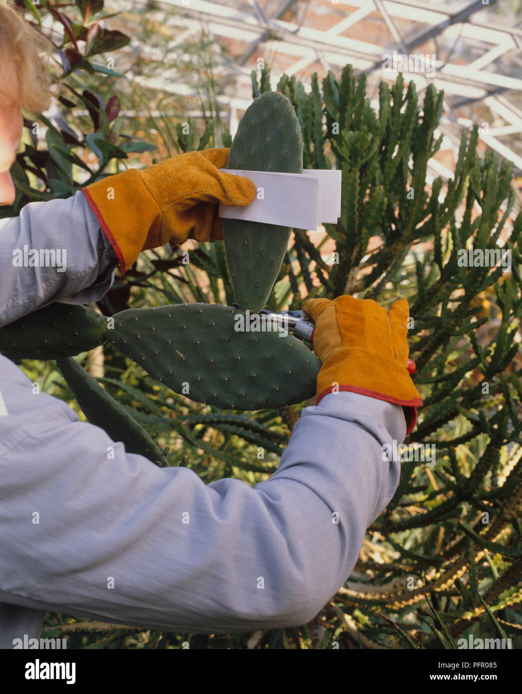 Propagating cactus greenhouse hi-res stock photography and images - Alamy