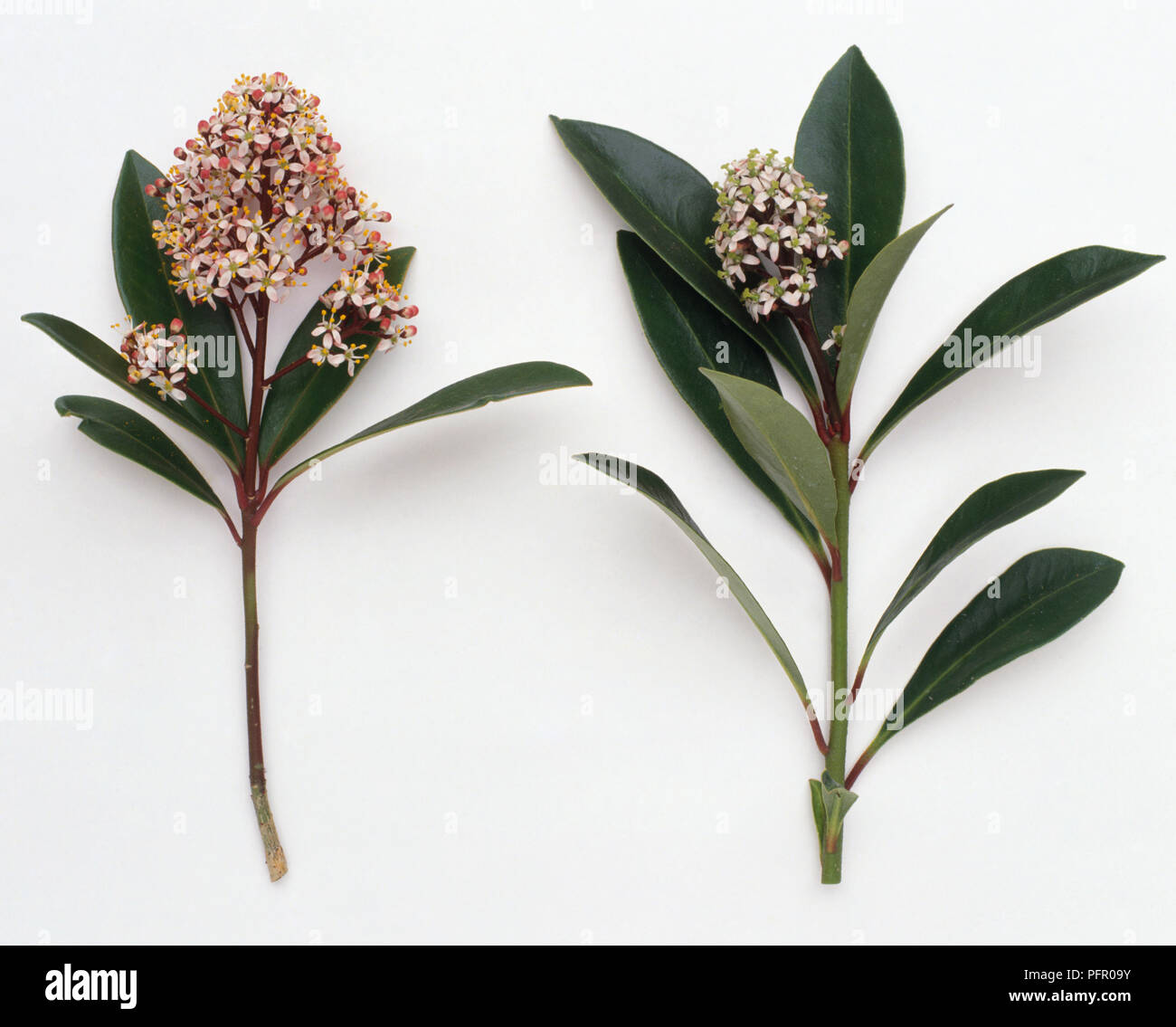 Male and female examples of Dioecious (Skimmia japonica Stock Photo - Alamy