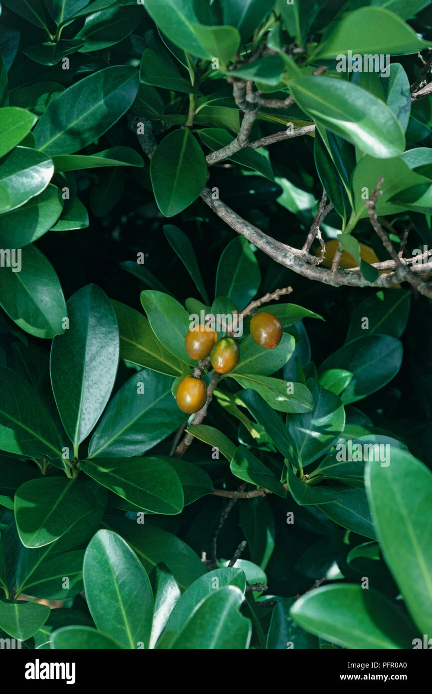 Corynocarpus laevigatus (Karaka) with red fruit and dark green shiny ...