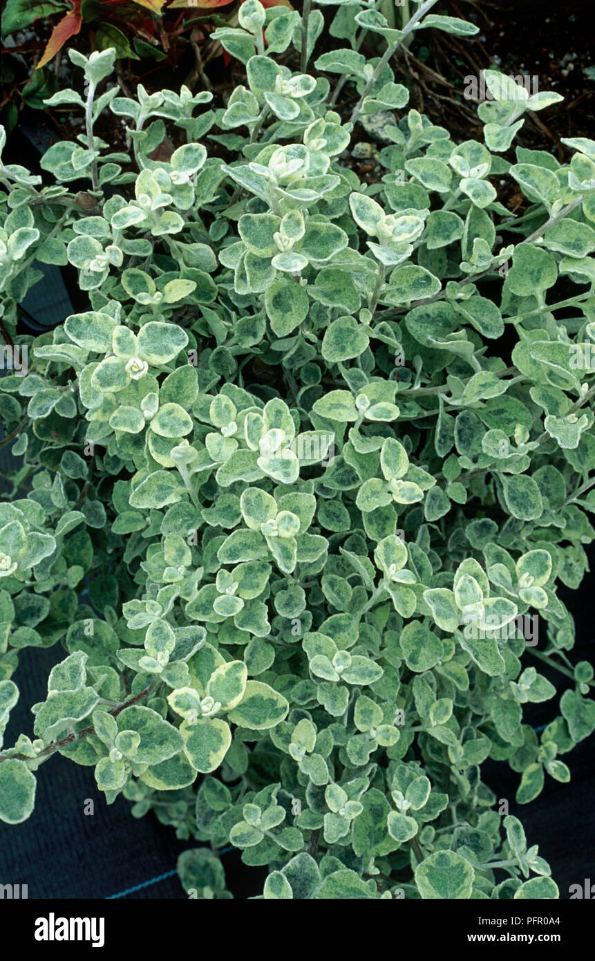 Helichrysum petiolare variegatum hi-res stock photography and images ...