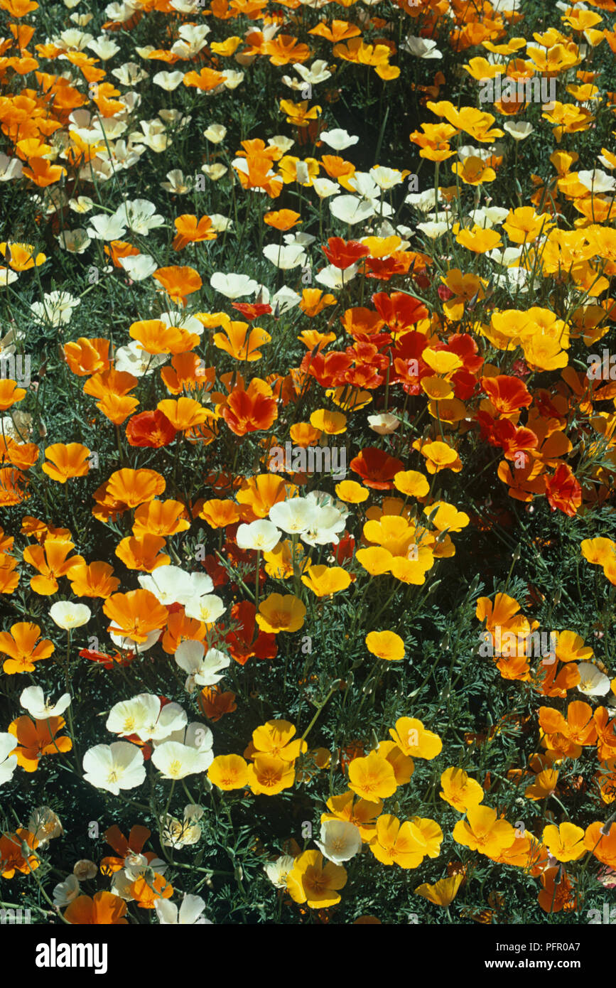 Eschscholzia californica (California poppy) growing outdoors Stock ...