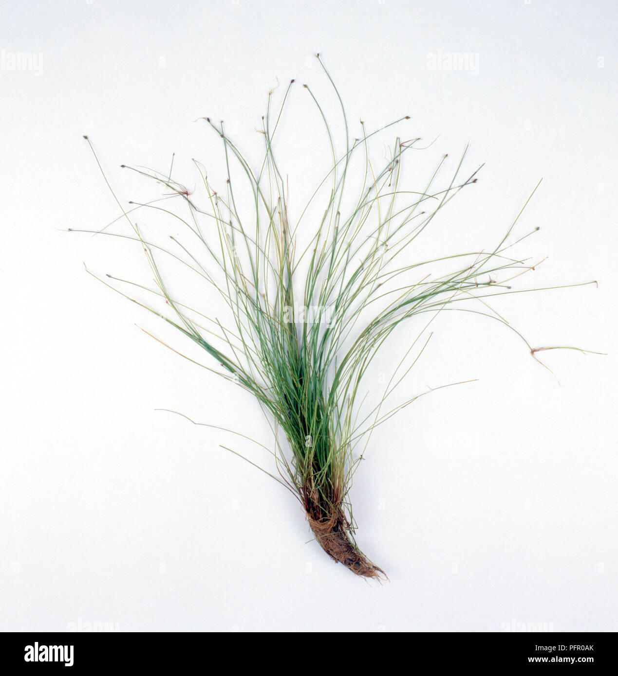 Small root hair hi-res stock photography and images - Alamy