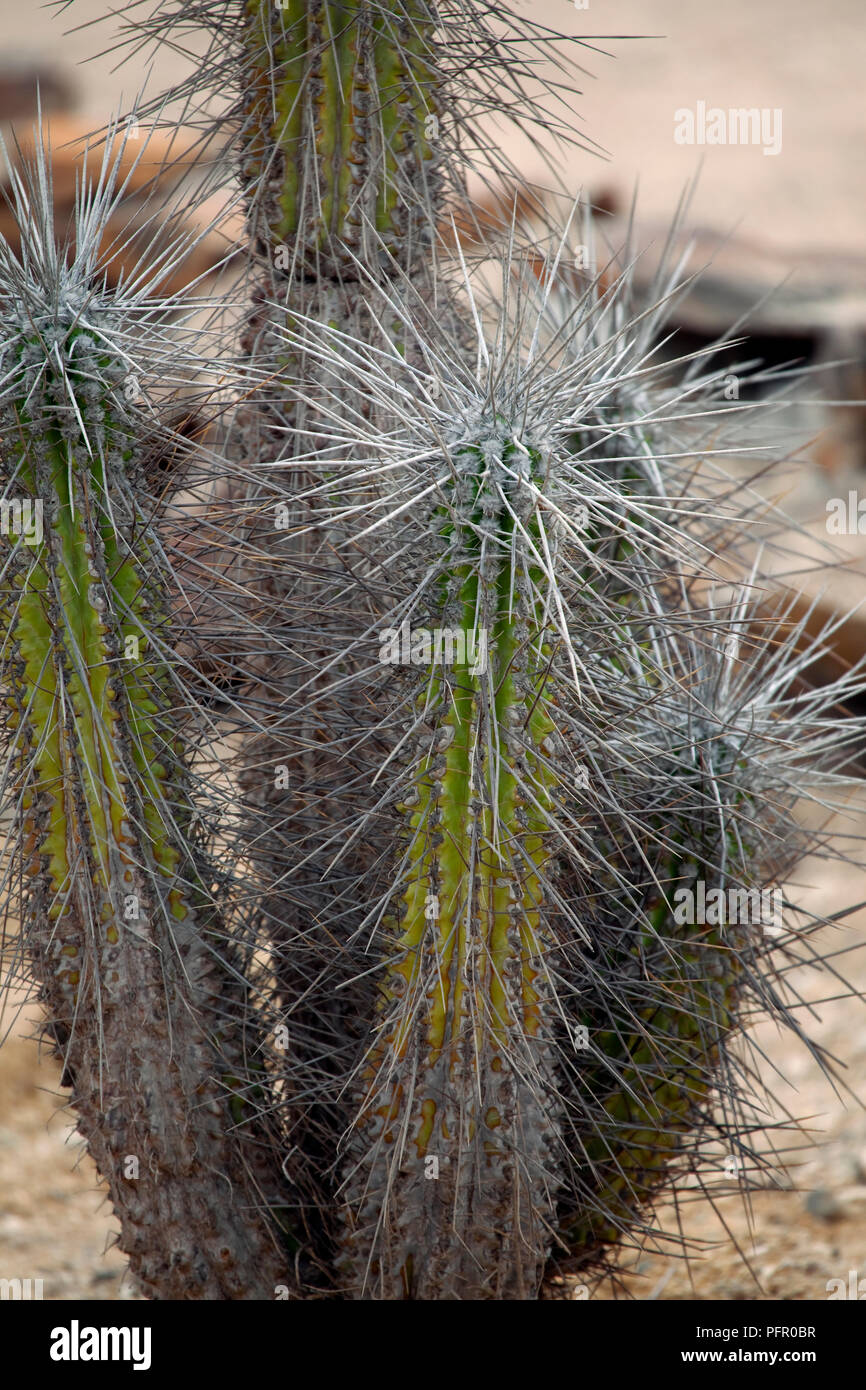 Chile, Antofagasta Region, Antofagasta, Parque Nacional Pan de Azucar ...