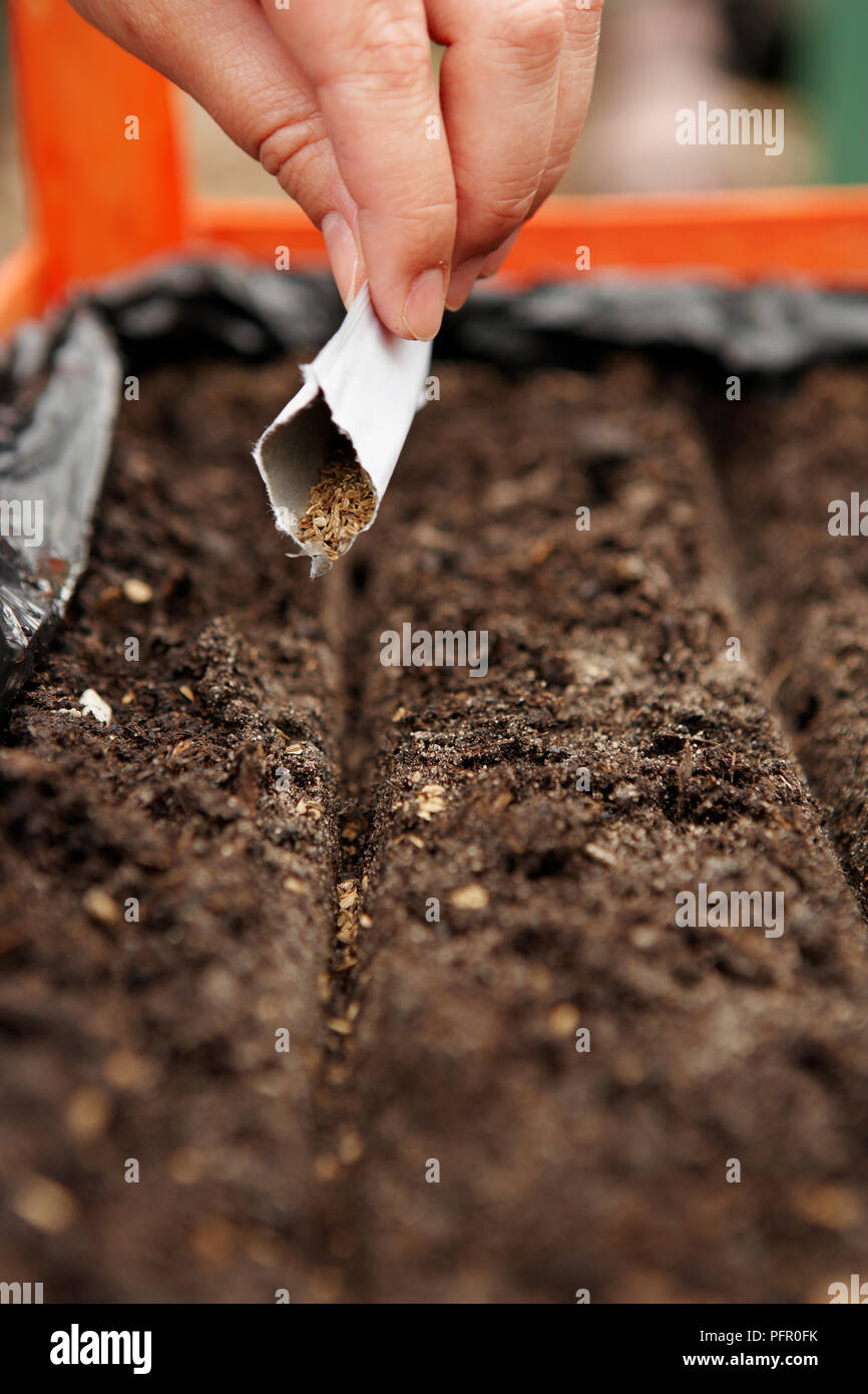 Sprinkling carrot seeds from open packet into trench in soil, close-up ...