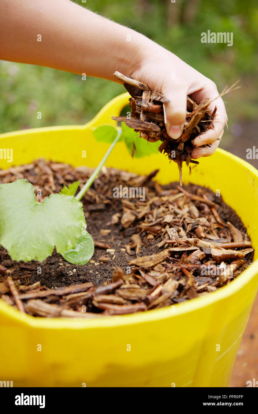 Using hand to sprinkle bark on top of soil in yellow container with ...