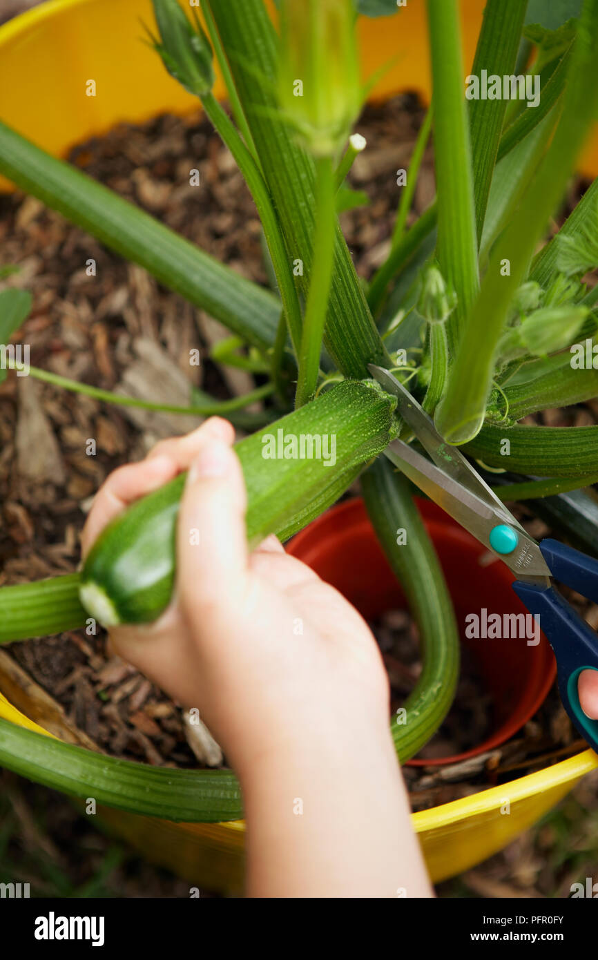 Girl using scissors to cut base of courgette in yellow container to ...