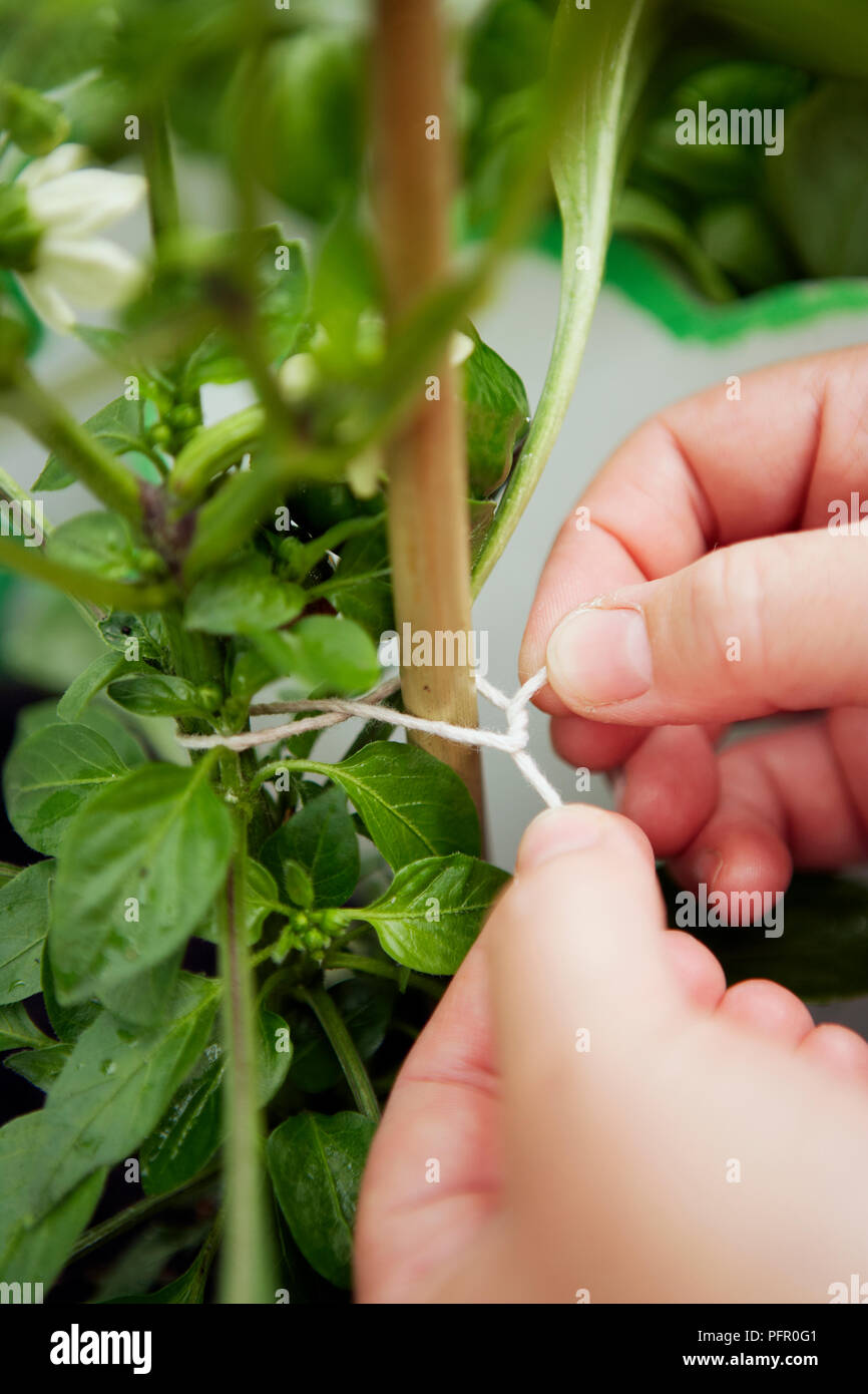 Boy using string to tie plant stem to stick, close-up Stock Photo - Alamy