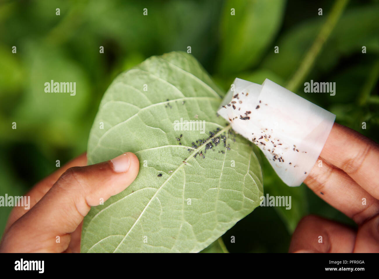 Remove aphids hi-res stock photography and images - Alamy