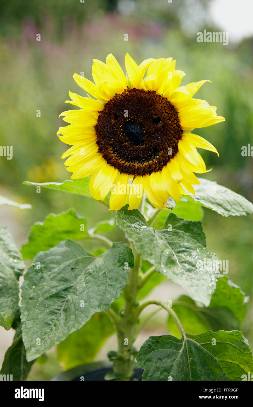 Disk hi-res stock photography and images - Alamy