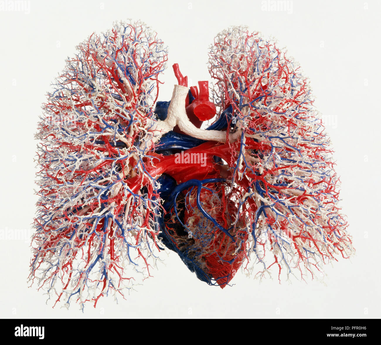 Model of Human Cardiovascular System Stock Photo - Alamy