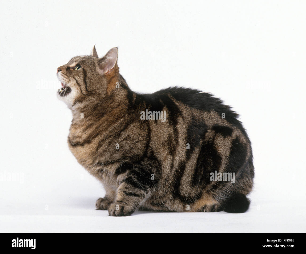 Brown tabby cat miaowing, side view Stock Photo - Alamy