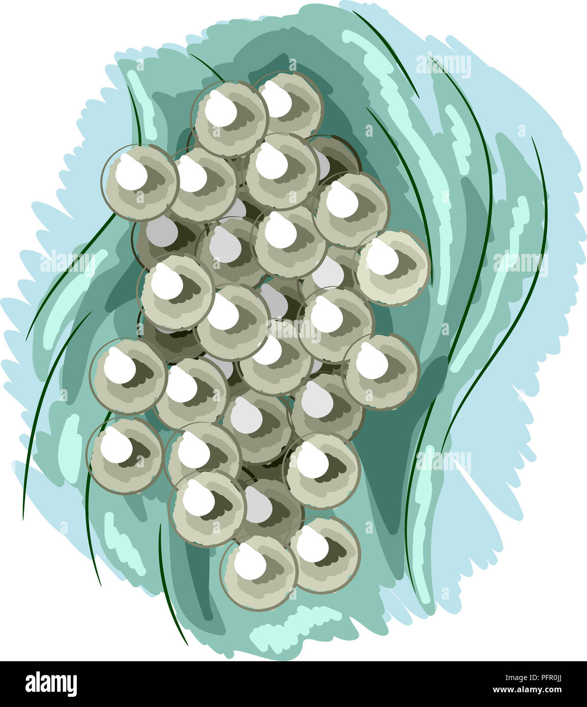 Frog Eggs Drawing Life Cycle Of A Frog – Easy Peasy All In One