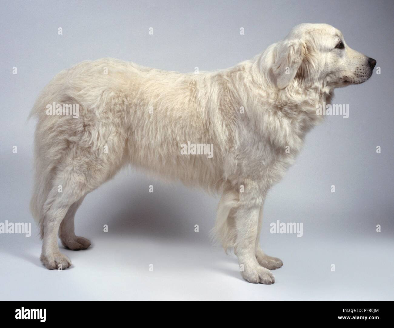 Polish Tatra Sheepdog (Owczarek Tatranski, Owczarek Podhalanski), side ...